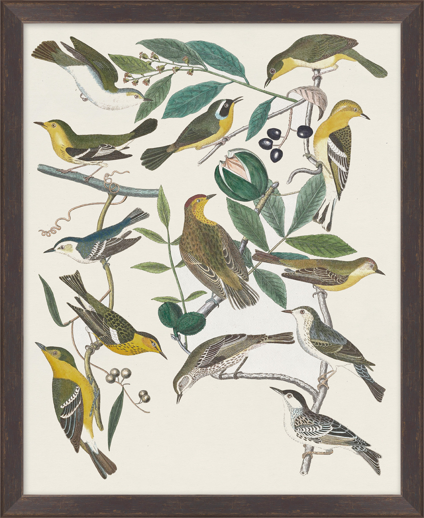 Wendover Art Group Nathan Turner " Bird Chart 2 " by Nathan Turner ...