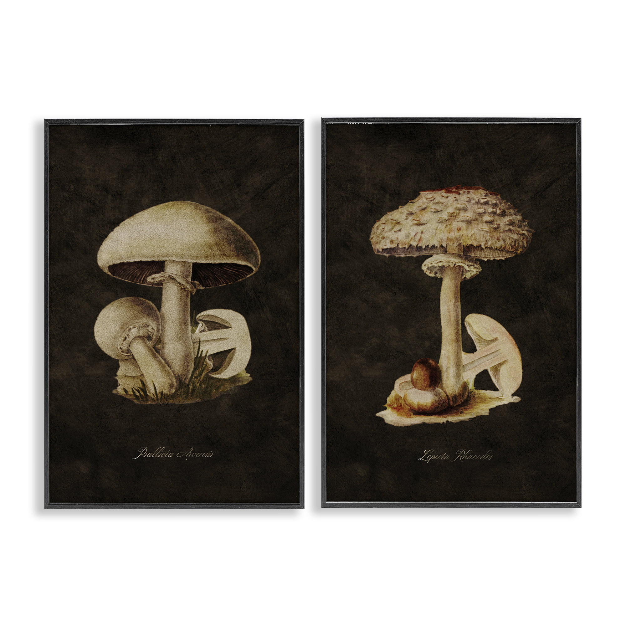 Alcott Hill® Vintage Mushrooms on Black 2 PC Giclee Art Set by Tina ...