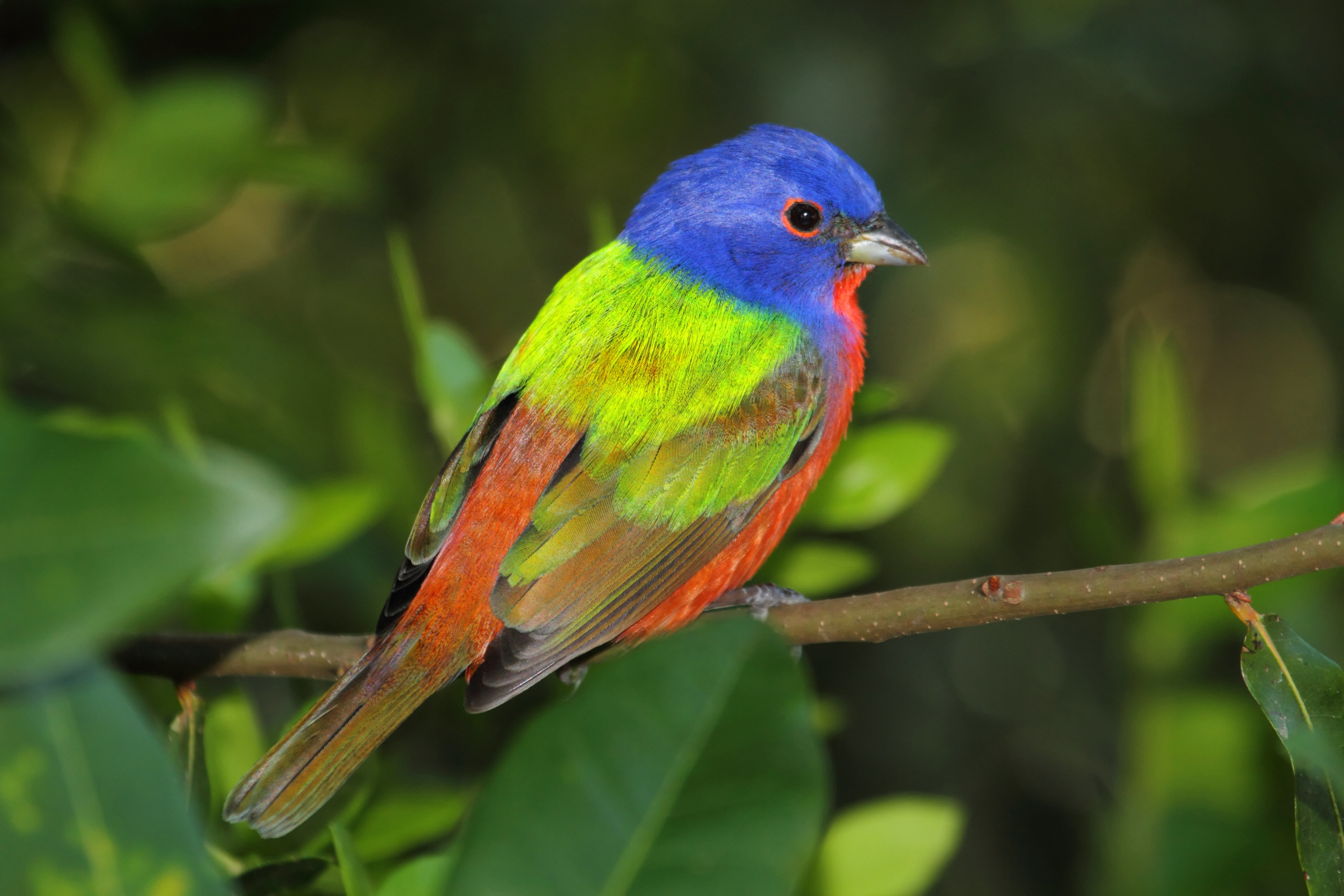 Ebern Designs Painted Bunting by Stevebyland - Wrapped Canvas ...