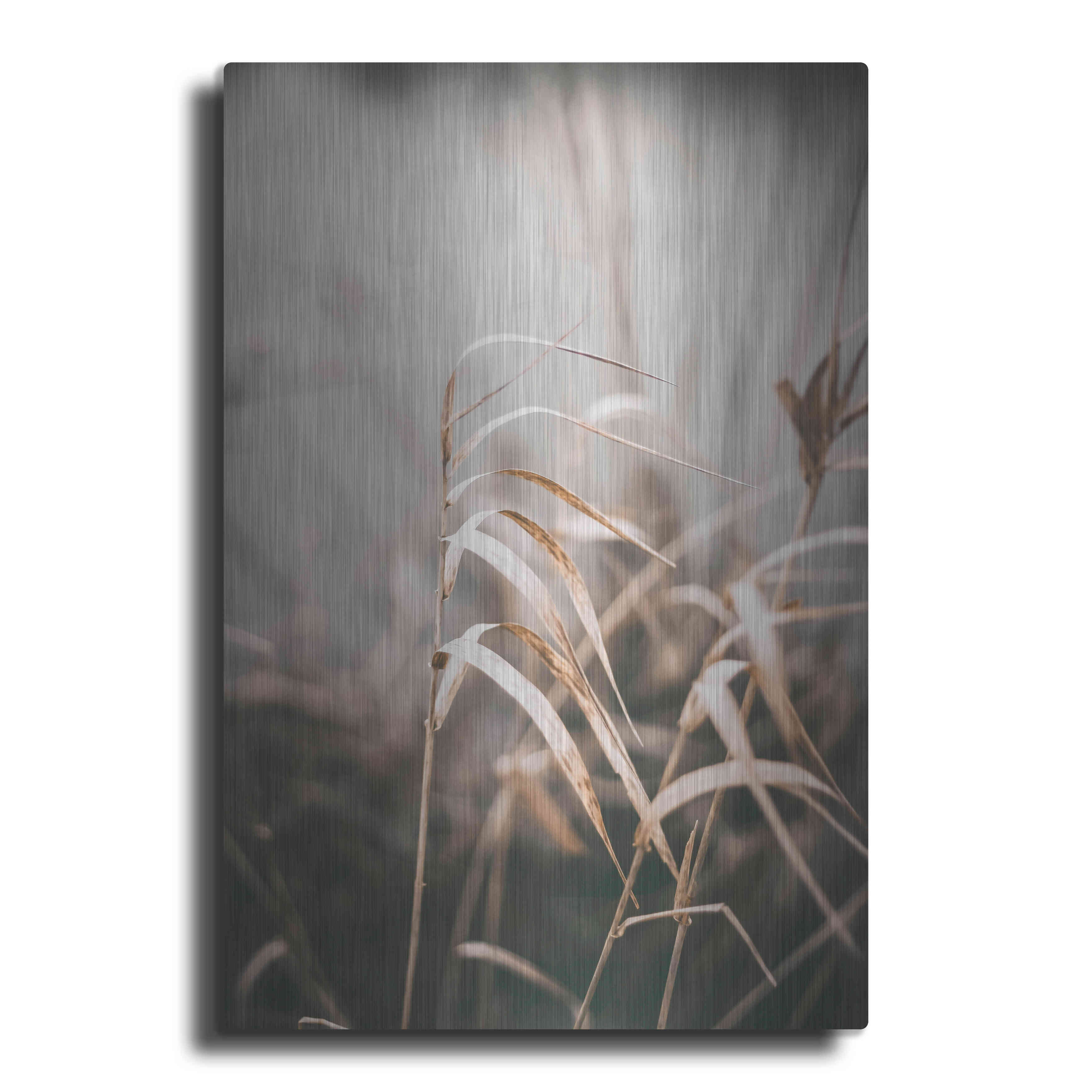 Latitude Run® Reed 2 by Design Fabrikken - Unframed Photograph on Metal ...