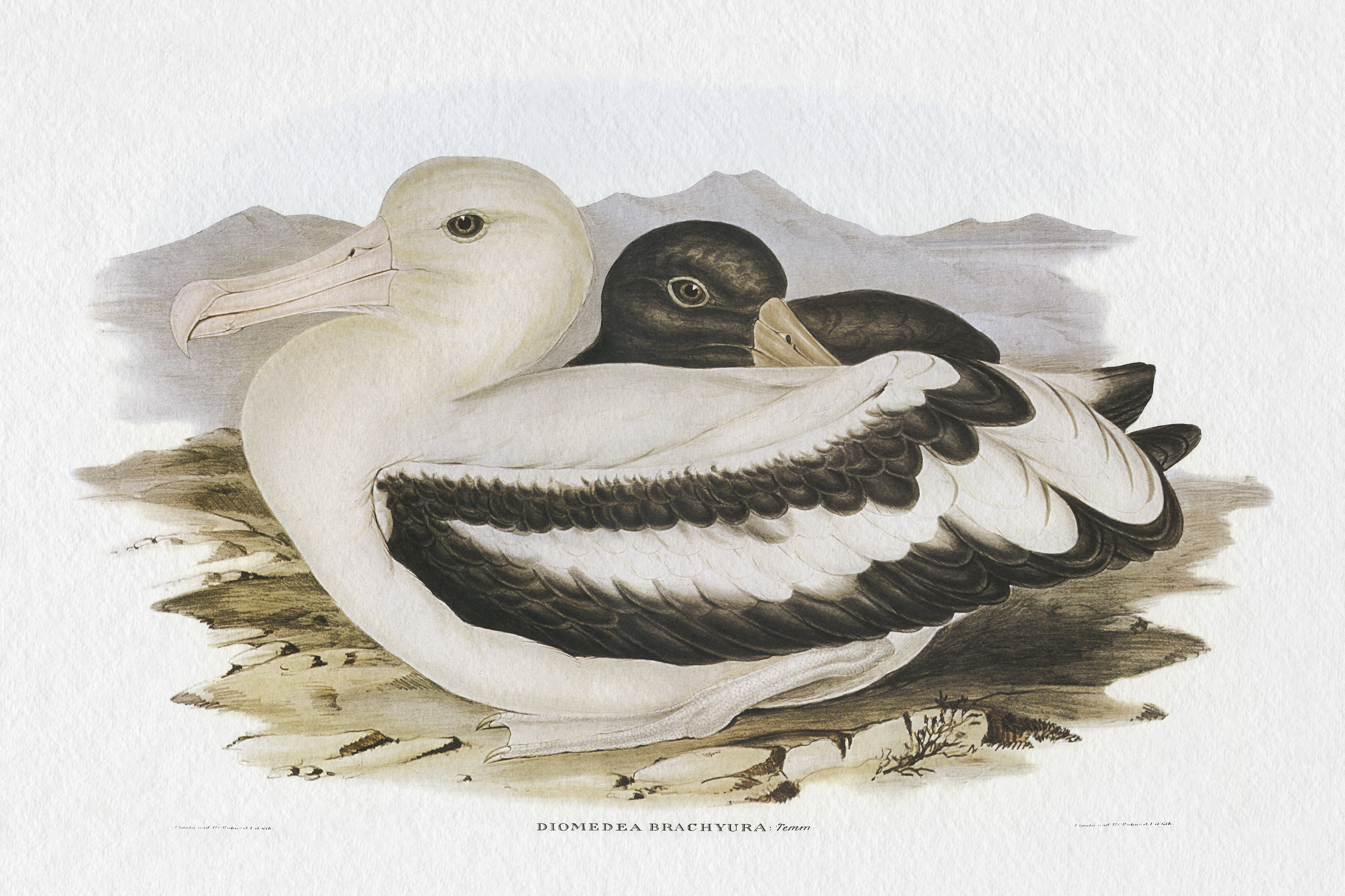 Highland Dunes Adie Seabird Pairing IV On Canvas by Elizabeth Gould ...