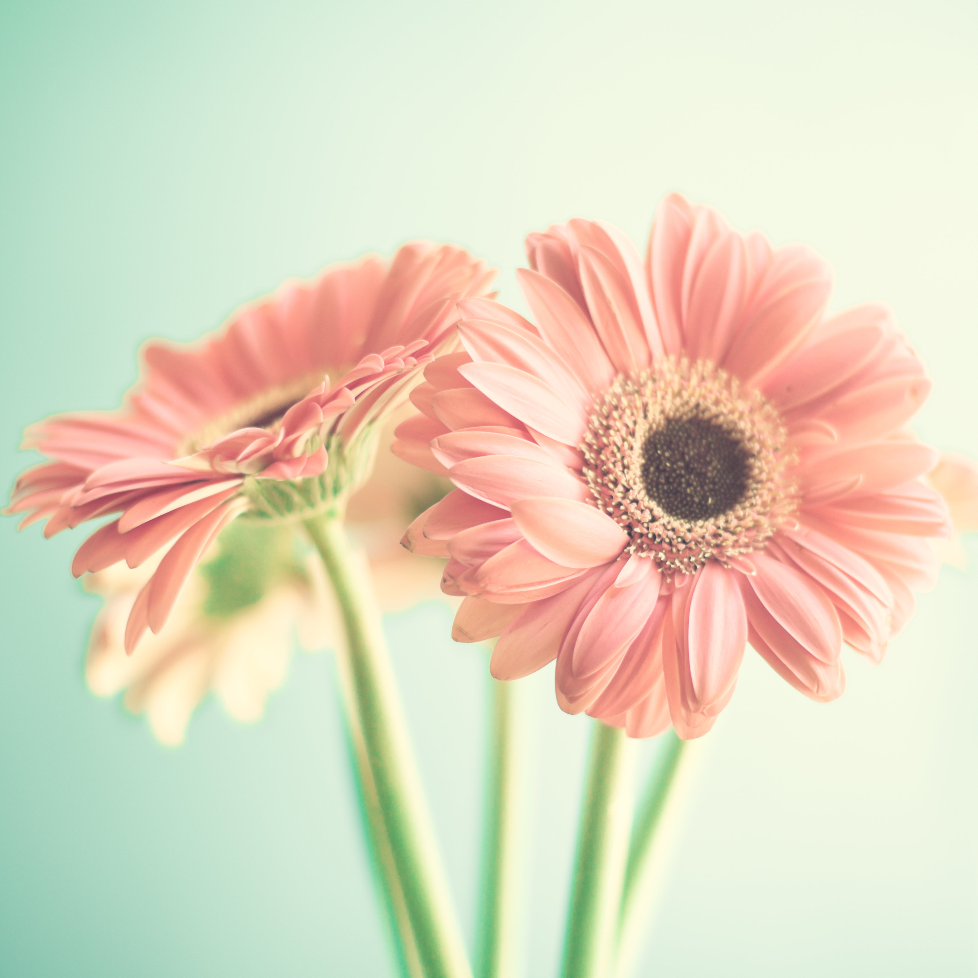 Latitude Run® Pale Pink Flowers - Wayfair Canada