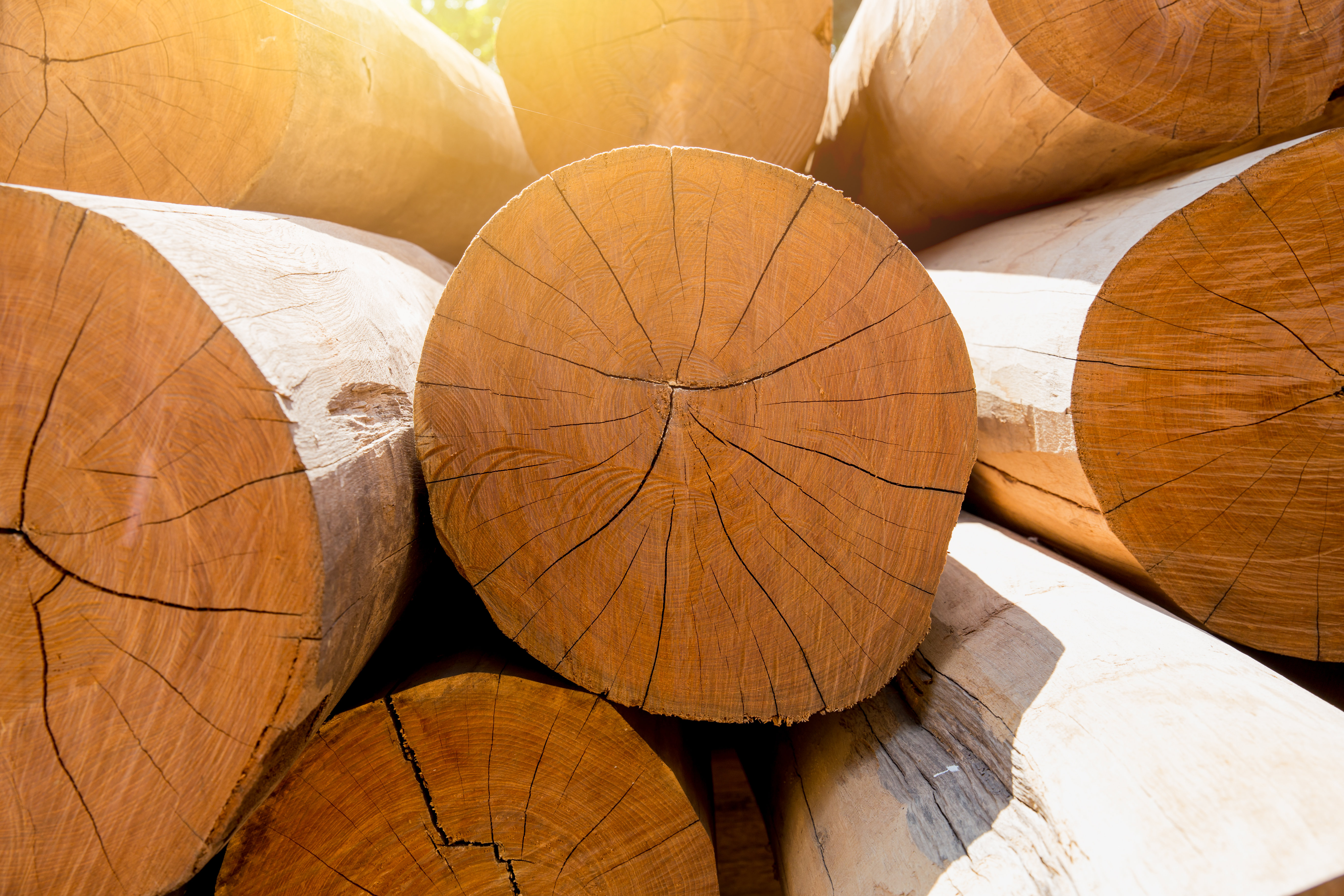 Alpen Home Stack of Large Wood Log by Coffeekai - Wrapped Canvas ...