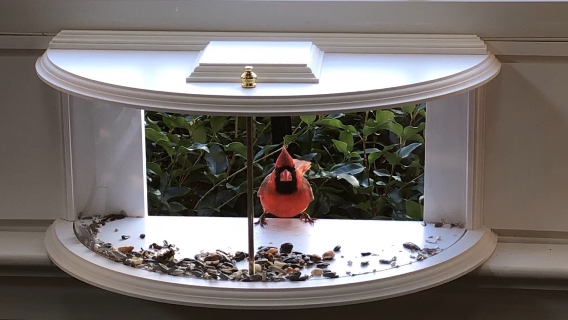 Arlmont & Co. Krick View Window Tray Bird Feeder & Reviews | Wayfair