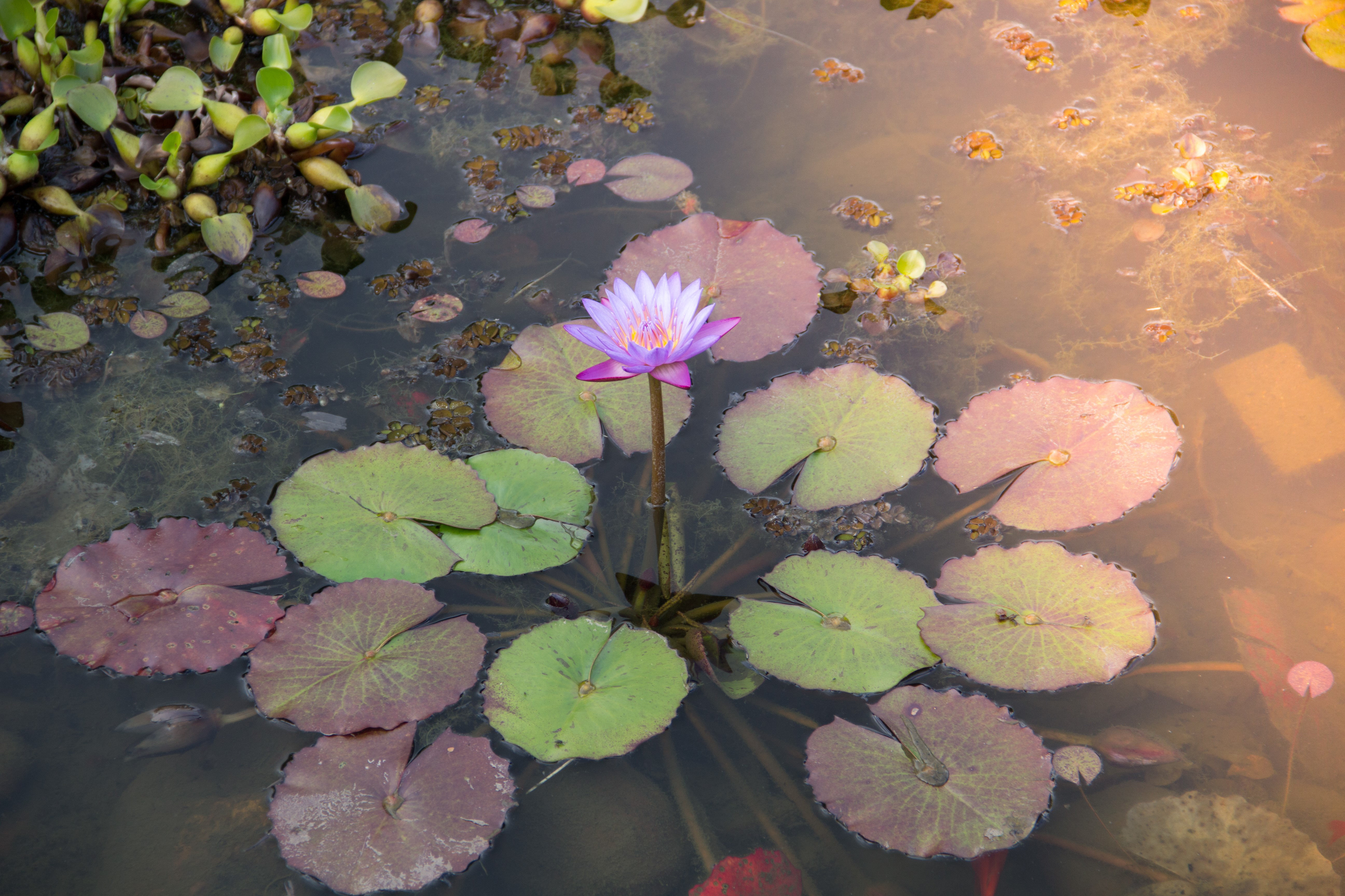 17 Stories Shellenbarger Water Lily - Photograph | Wayfair.co.uk