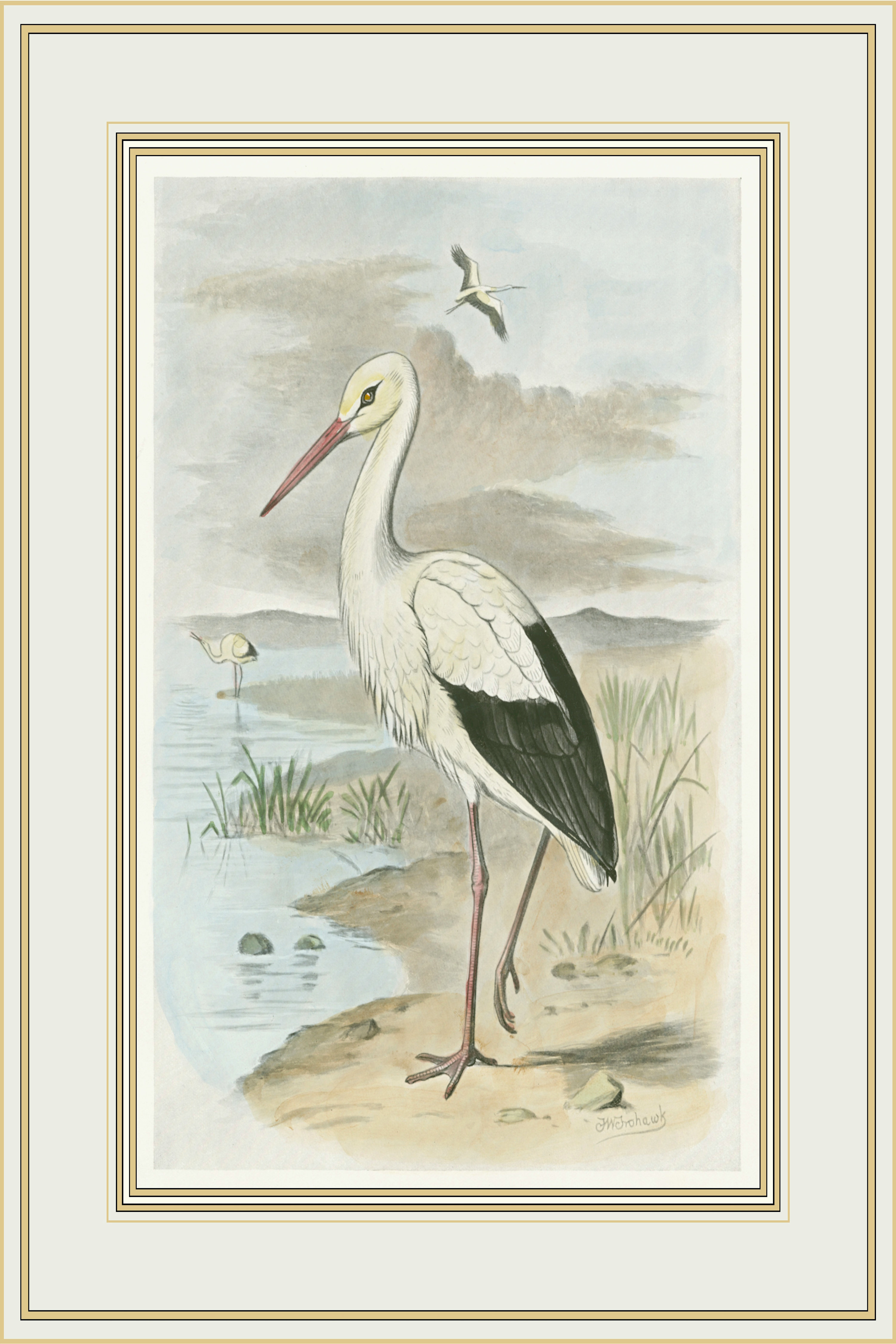 Rosalind Wheeler White Stork by F.W. Frohawk - Wrapped Canvas Painting ...