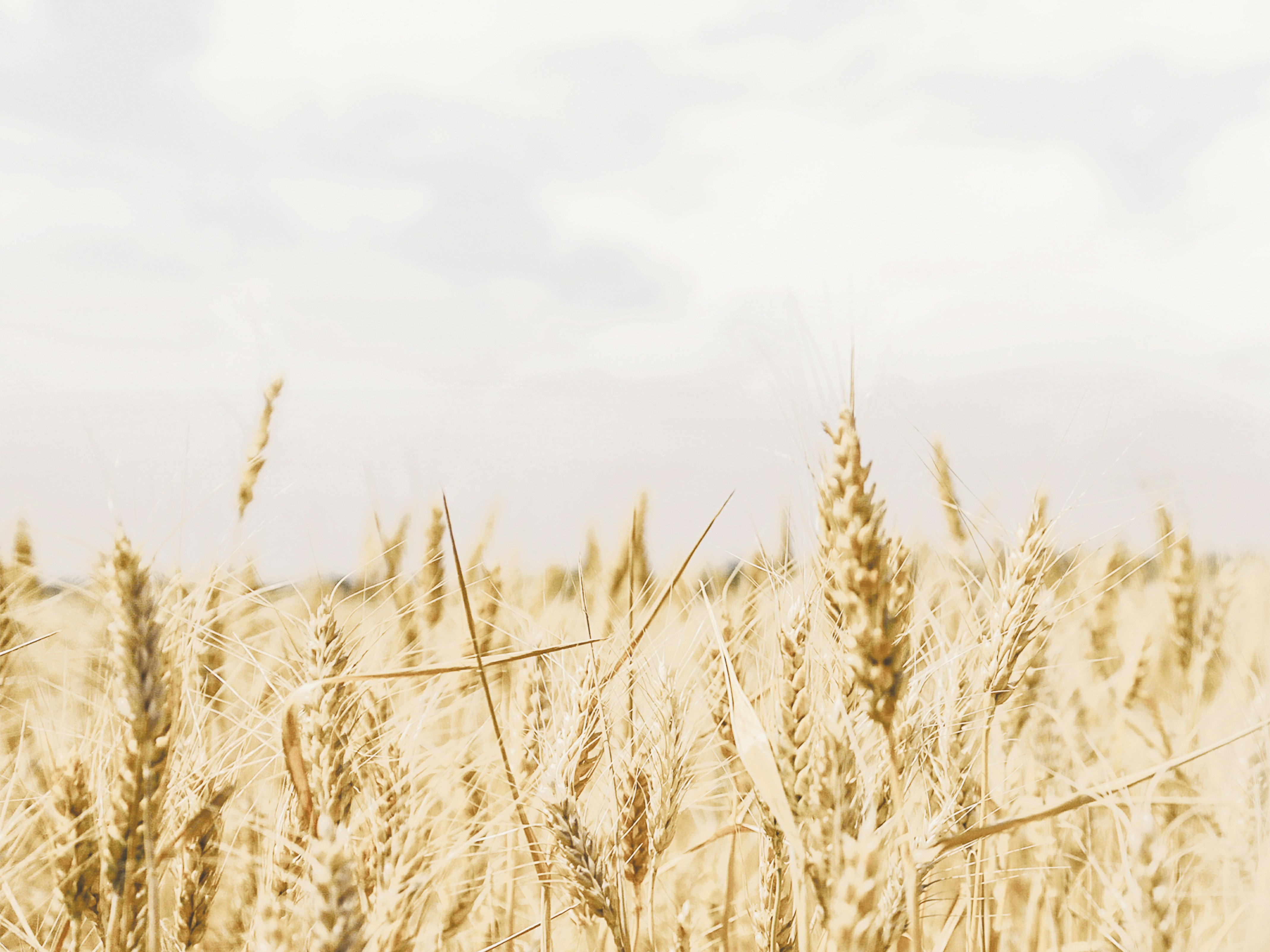 Ebern Designs Bright Wheatfield - Wrapped Canvas Print | Wayfair