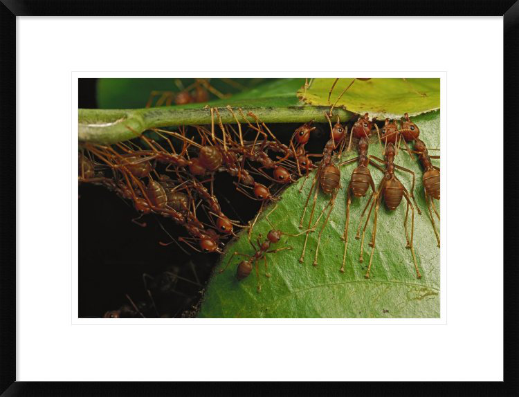 Global Gallery 'Weaver Ants Building Nest By Pulling on Leaves and ...