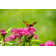Brambly Cottage Mahliyah Monarch Butterfly Feeding by Cynthia Shirk ...