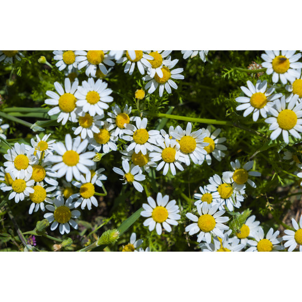 Latitude Run Daisy Flowers by Mahiruysal - No Frame Art Prints on ...