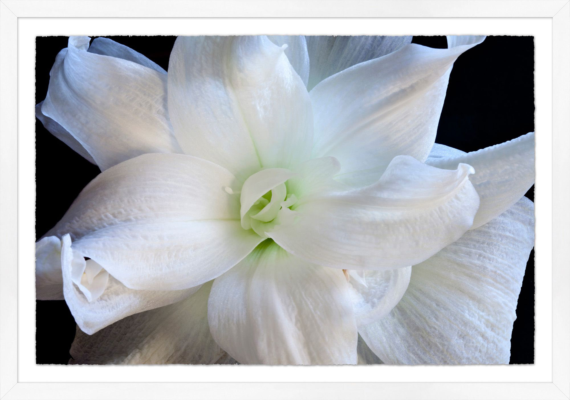 Wendover Art Group Double Amaryllis | Wayfair