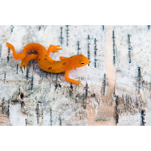 17 Stories Northern Spotted Newt by Mshmgi - Wrapped Canvas Print ...