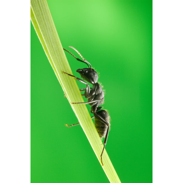 17 Stories Ant - Wrapped Canvas Print | Wayfair.co.uk