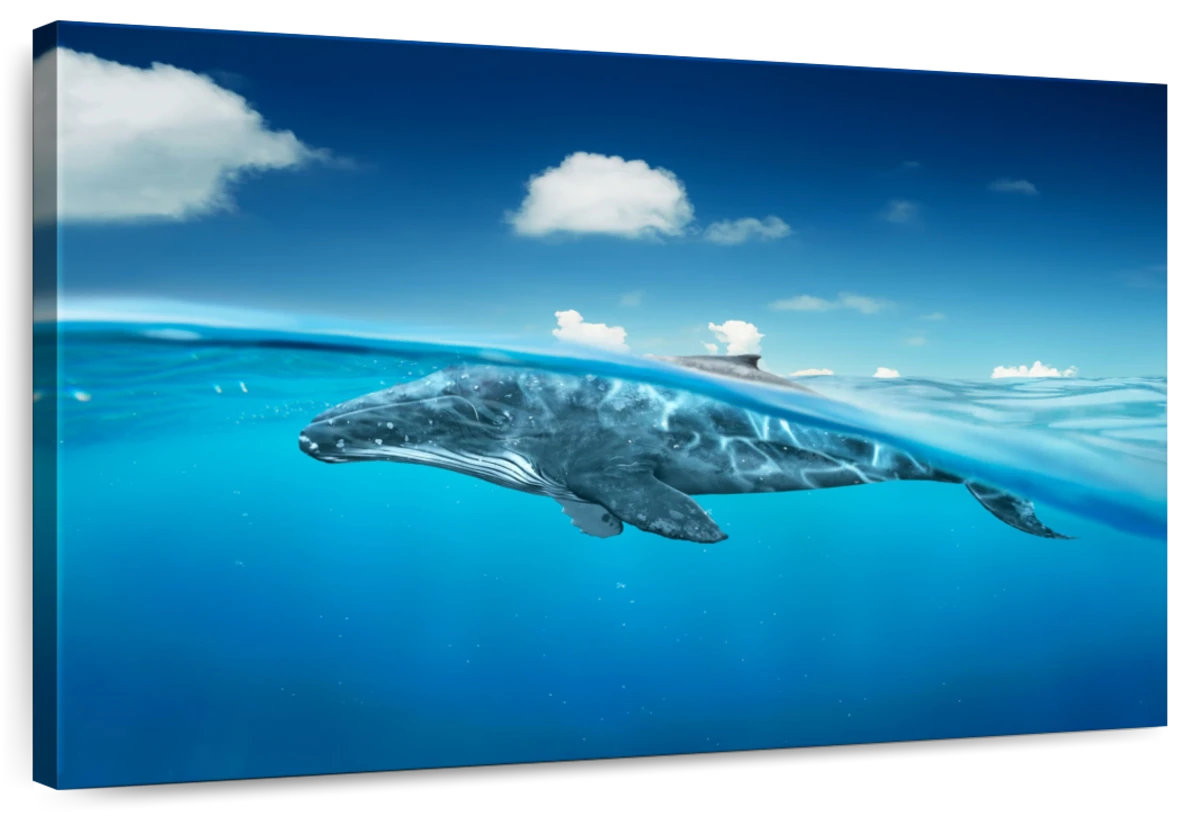 Rosecliff Heights Whale Below The Surface | Wayfair
