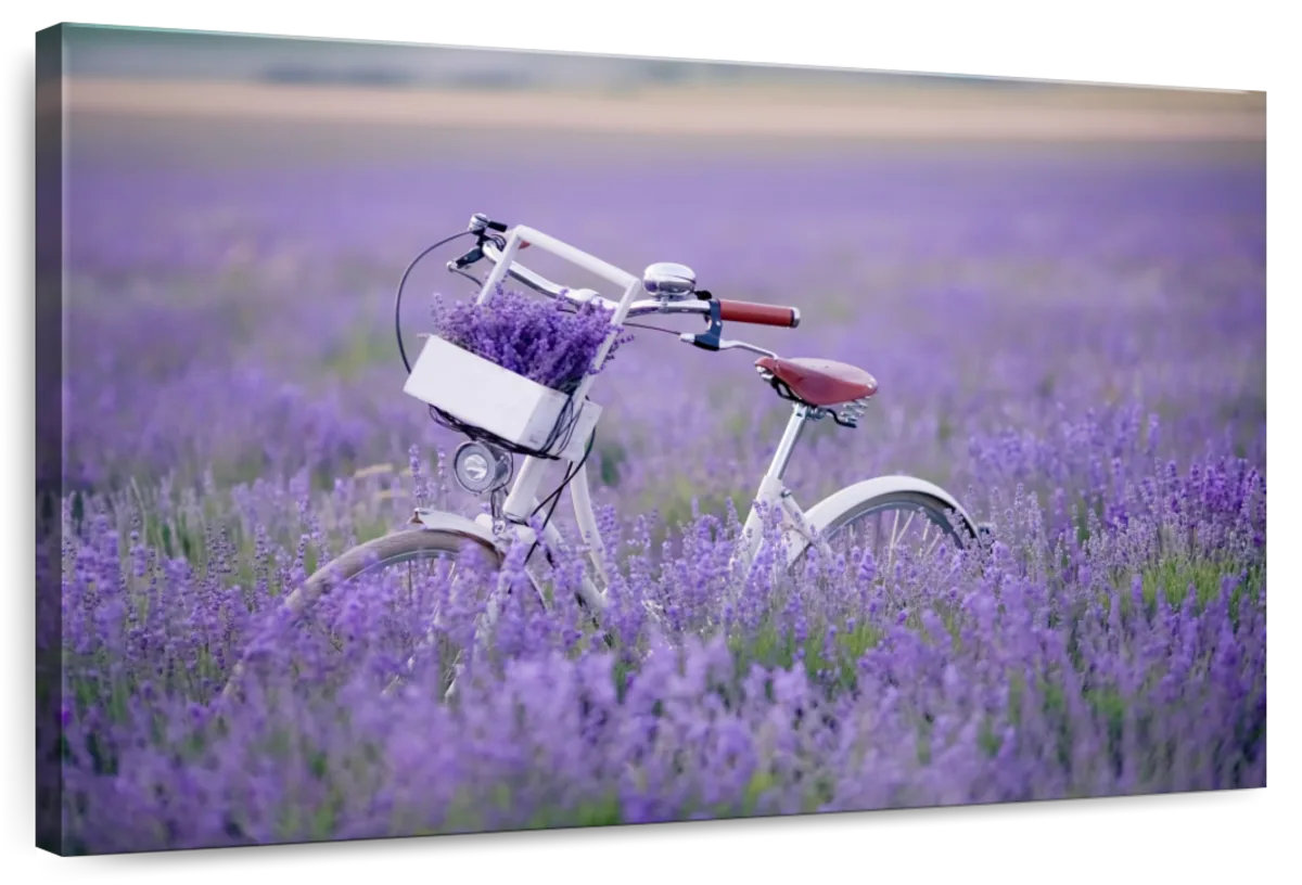 Ebern Designs Mehar Bike in Lavender Field - Wayfair Canada