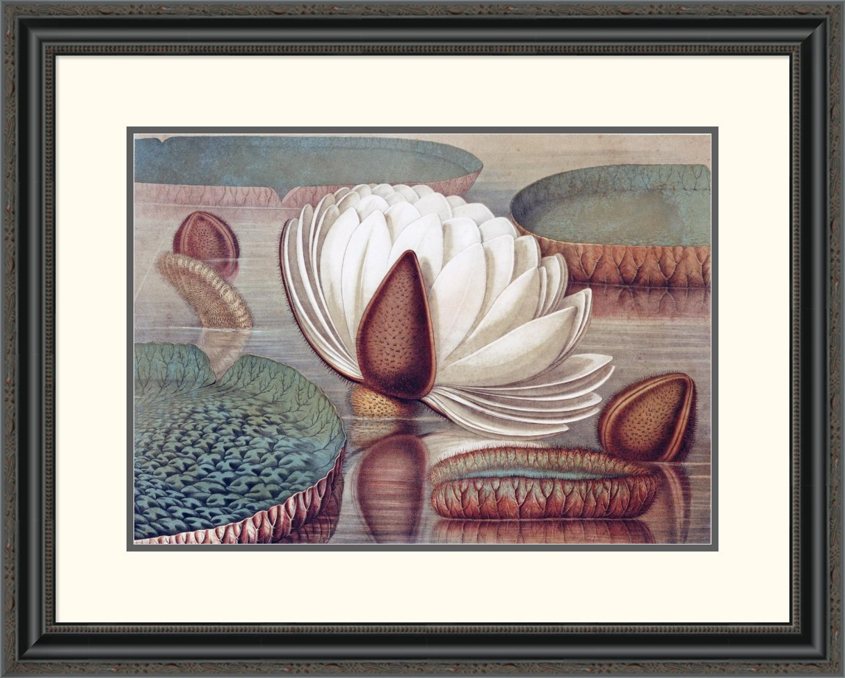 Global Gallery 'The Great Water Lily of America (Opening Flower)' by ...