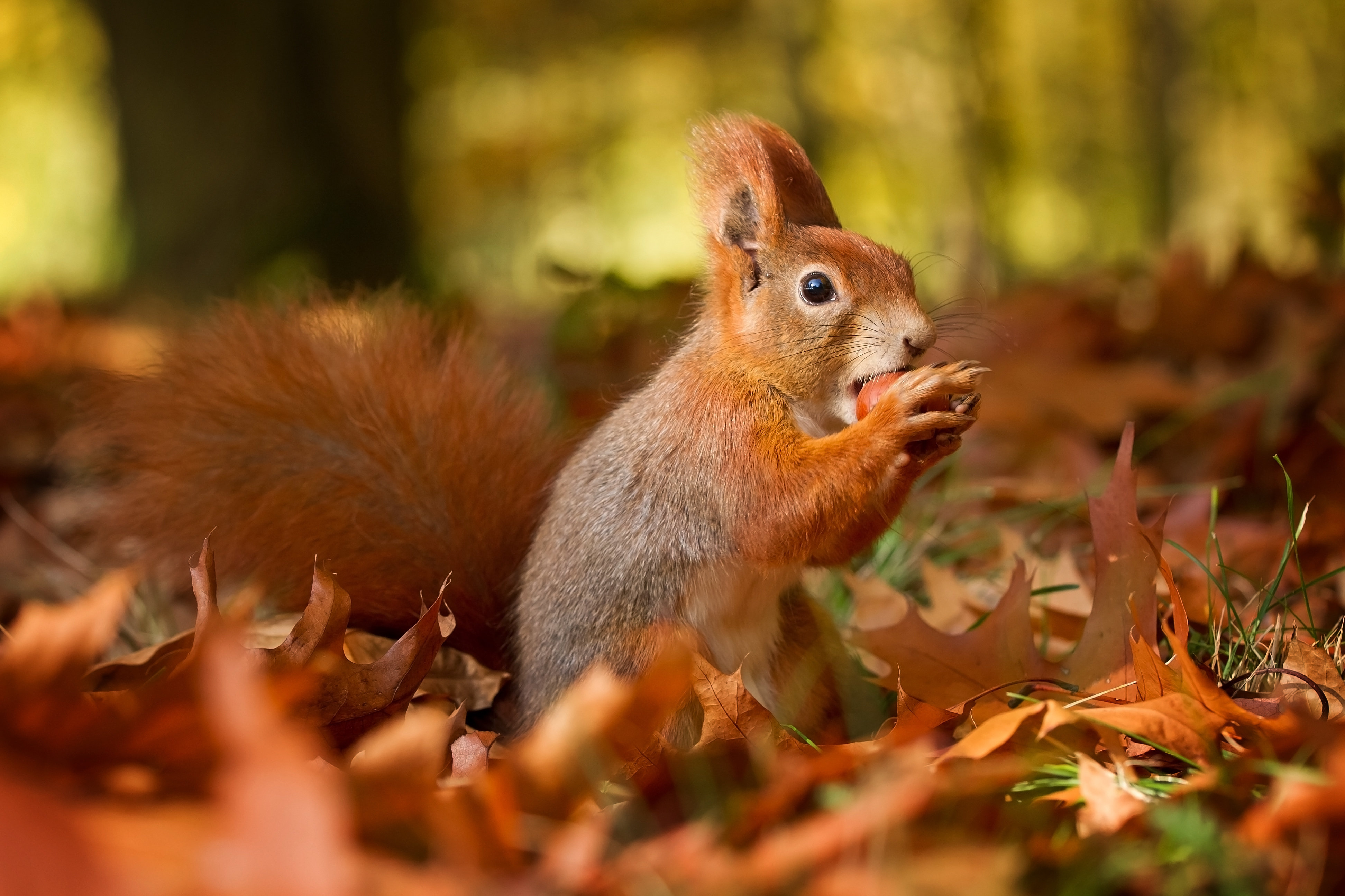Ebern Designs Squirrel in Autumn - Wrapped Canvas Photograph | Wayfair