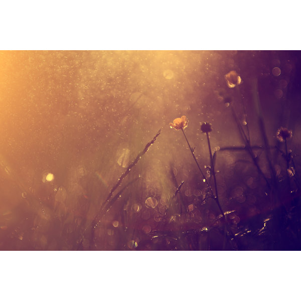 Winston Porter Vintage Flower in Rain by Balazskovacs - Wrapped Canvas ...