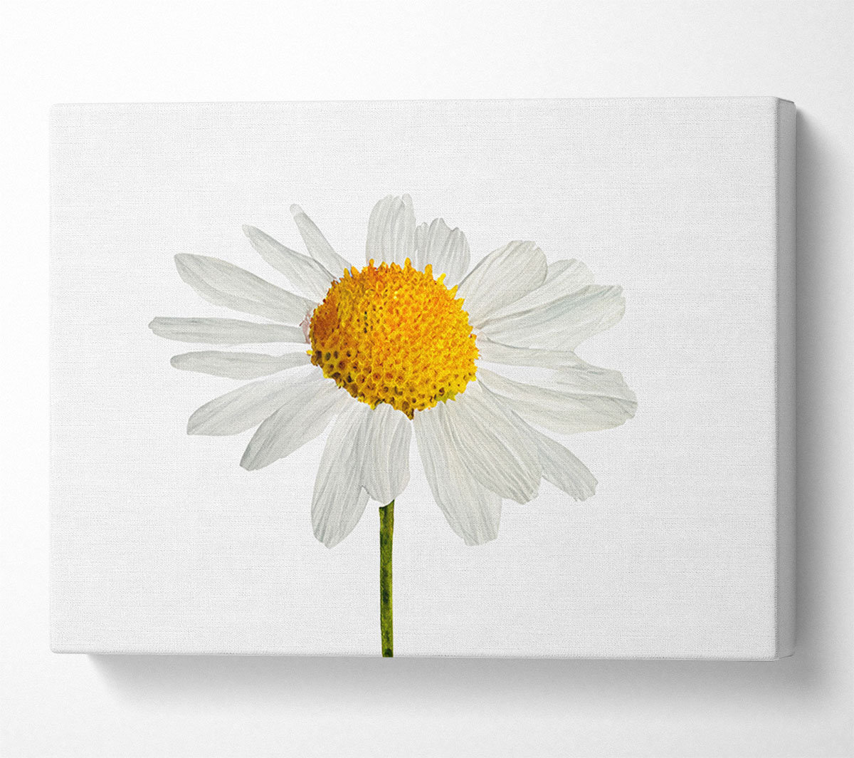 Brambly Cottage White Daisy Stem - Print | Wayfair.co.uk