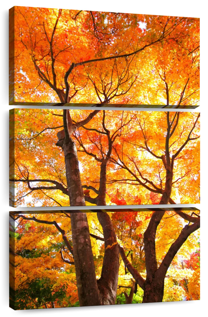 Lark Manor™ Harnek Scarlet Japanese Maple | Wayfair