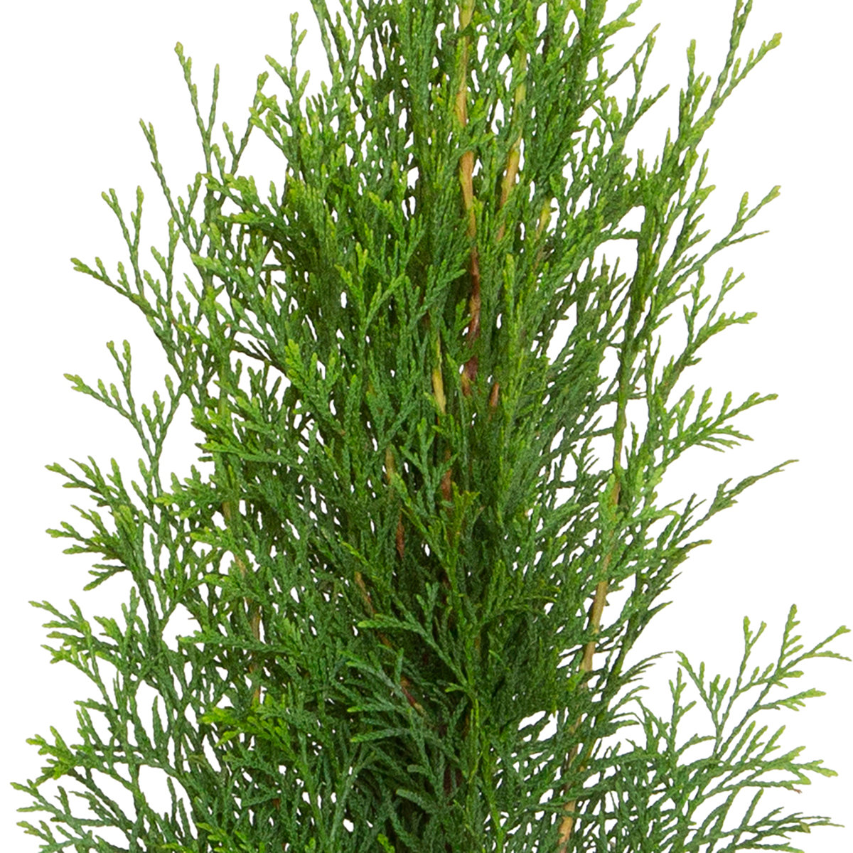 Plants by Mail 2.5 Qt. Emerald Green Arborvitae - Evergreen Trees for ...
