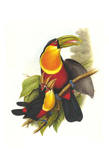Buyenlarge Red Breaster Toucan and Green Billed by John Gould - Graphic ...