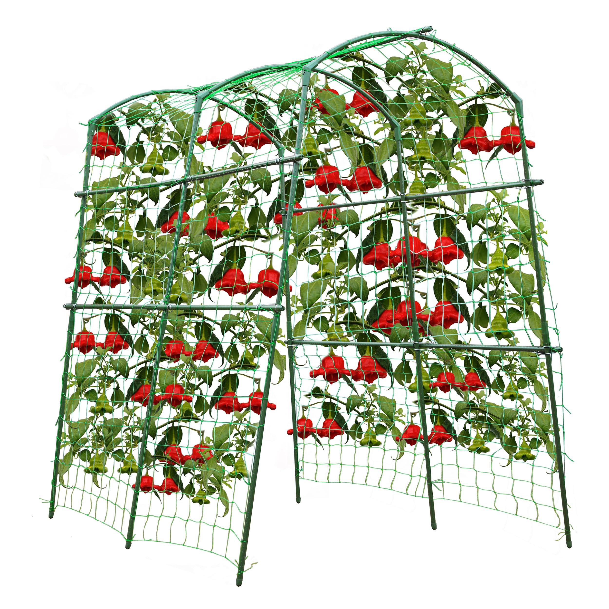Arlmont & Co. Sturdy Plant Support Archway For Climbing Vines Squash ...