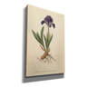 Epic Graffiti 'Dwarf Iris' by Art Licensing Studio Canvas Wall Art, 40 ...