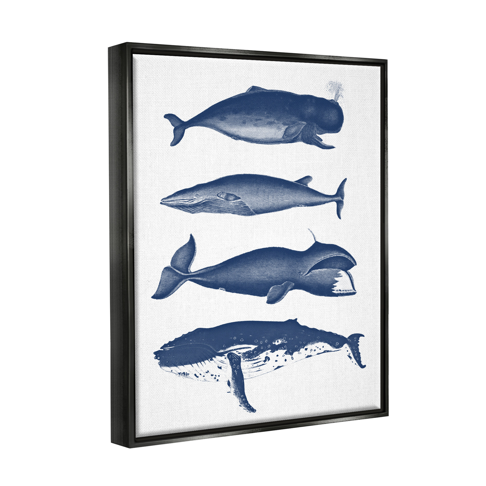 Stupell Industries Various Whales Types Sea Life Detailed Illustrations ...