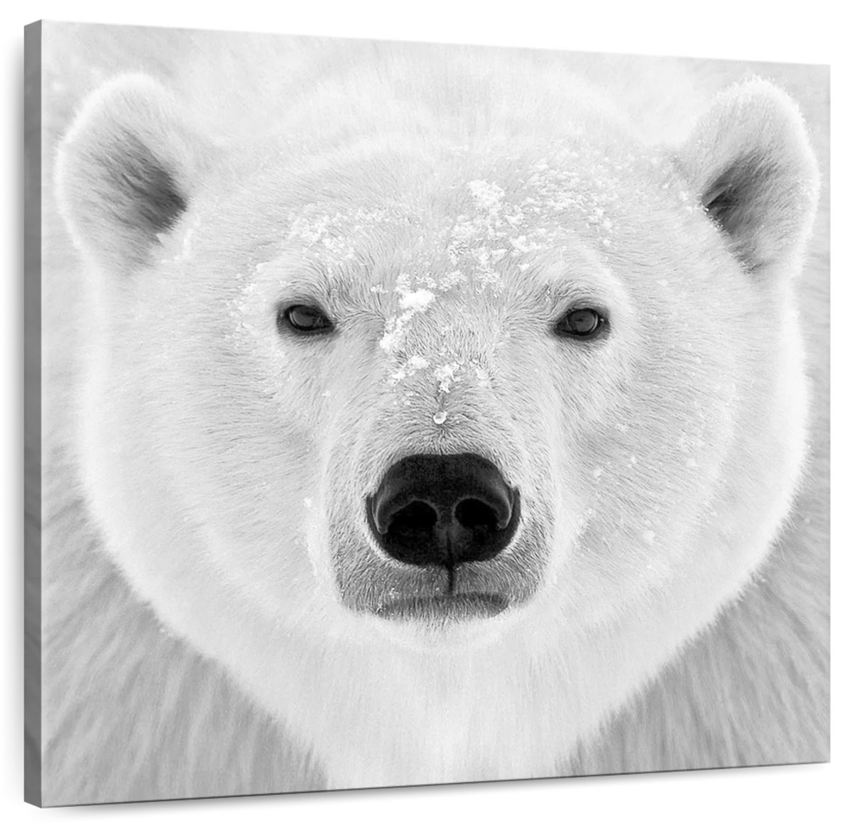Ebern Designs Brampt Polar Bear Face | Wayfair