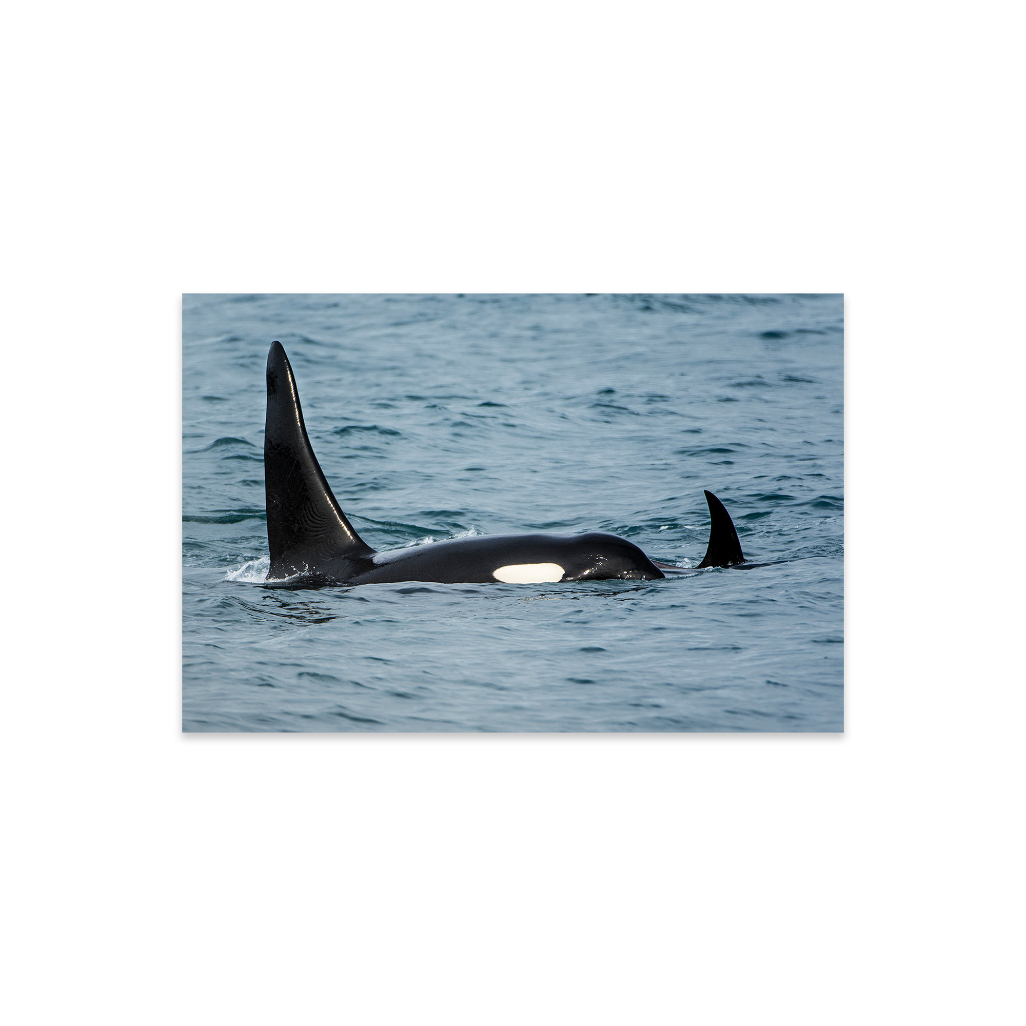 Highland Dunes Killer Whale Or Orca Pod (Orcinus Orca), Resurrection ...