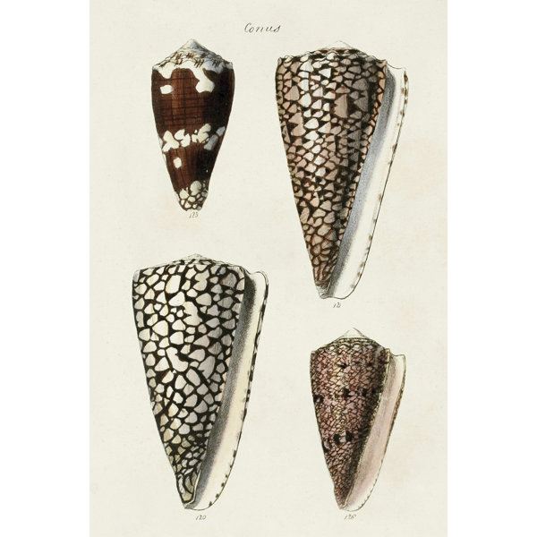 Highland Dunes " Cone Shell Collection I " - Wayfair Canada