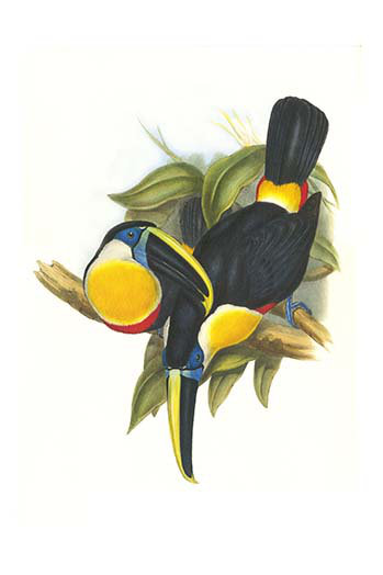 Buyenlarge 'Hybrid Toucan' by John Gould Graphic Art | Wayfair