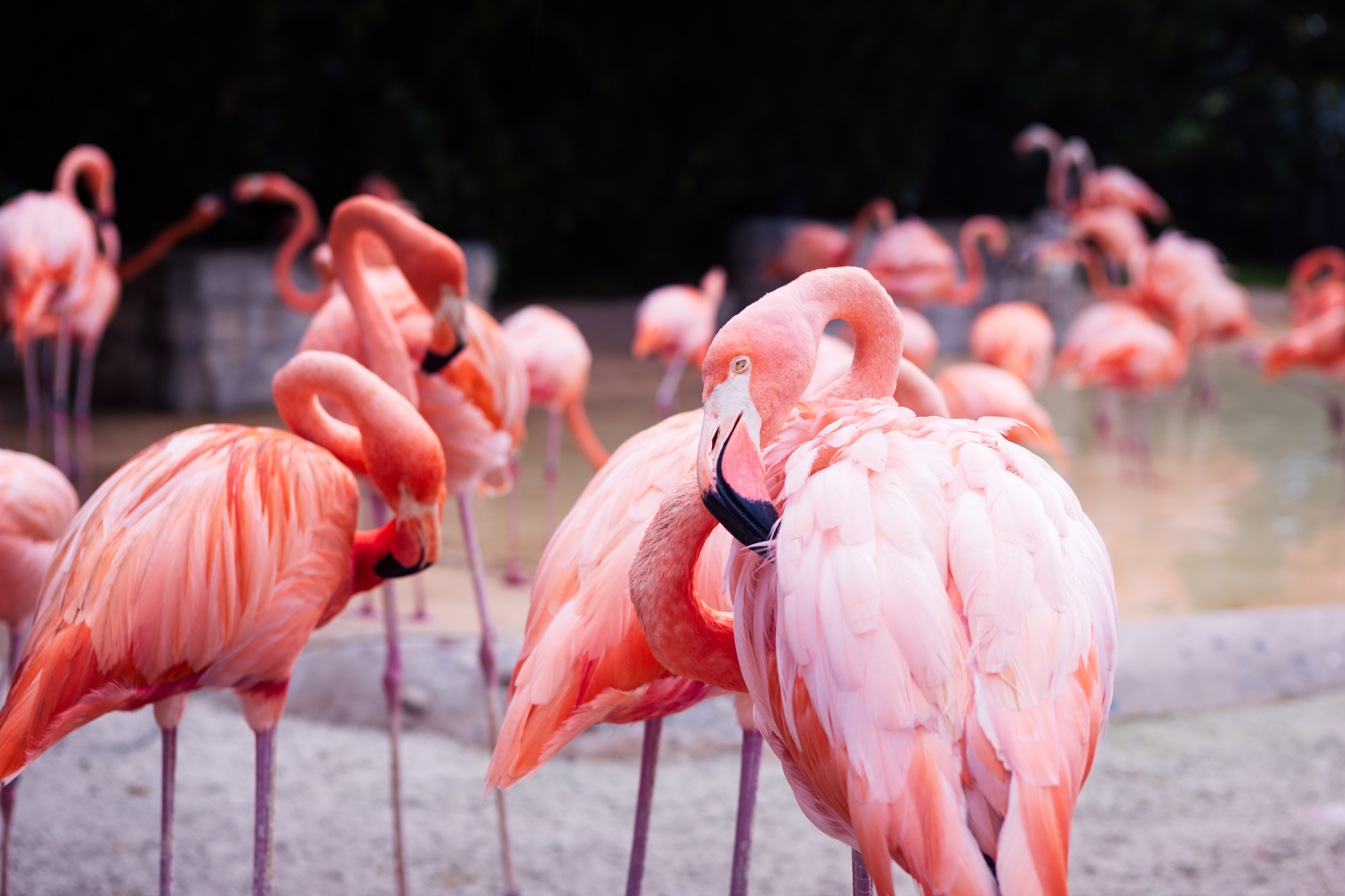 Bay Isle Home™ Pink Flamingo by Nosystem Images - Wayfair Canada
