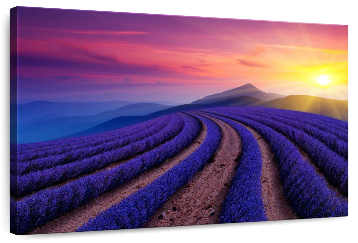 Millwood Pines Alvord Vibrant Lavender Field | Wayfair