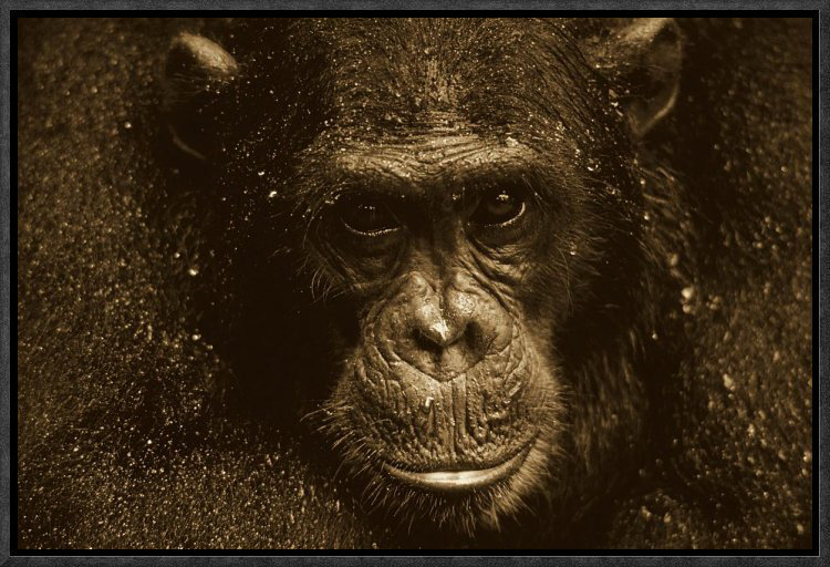 East Urban Home 'Chimpanzee Called Frodo' Framed Photographic Print on ...