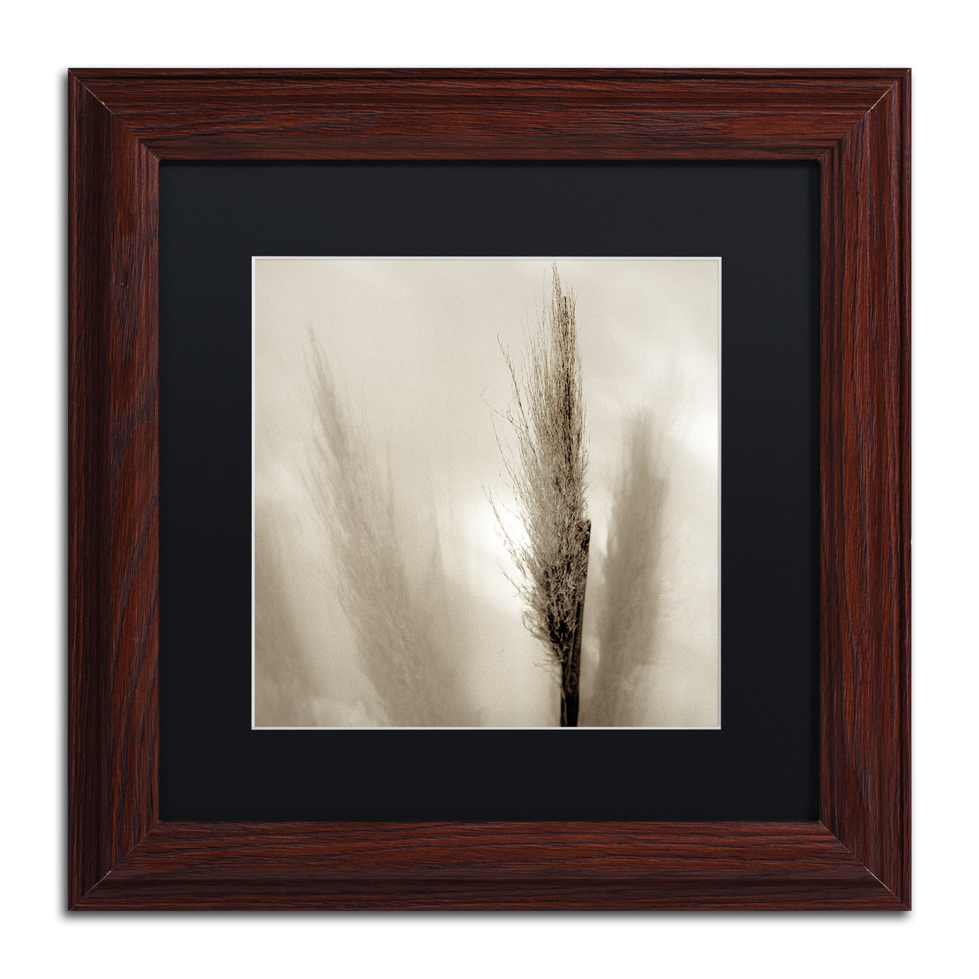 Ebern Designs Alan Blaustein 'Florison LIII' Framed Photographic Print ...