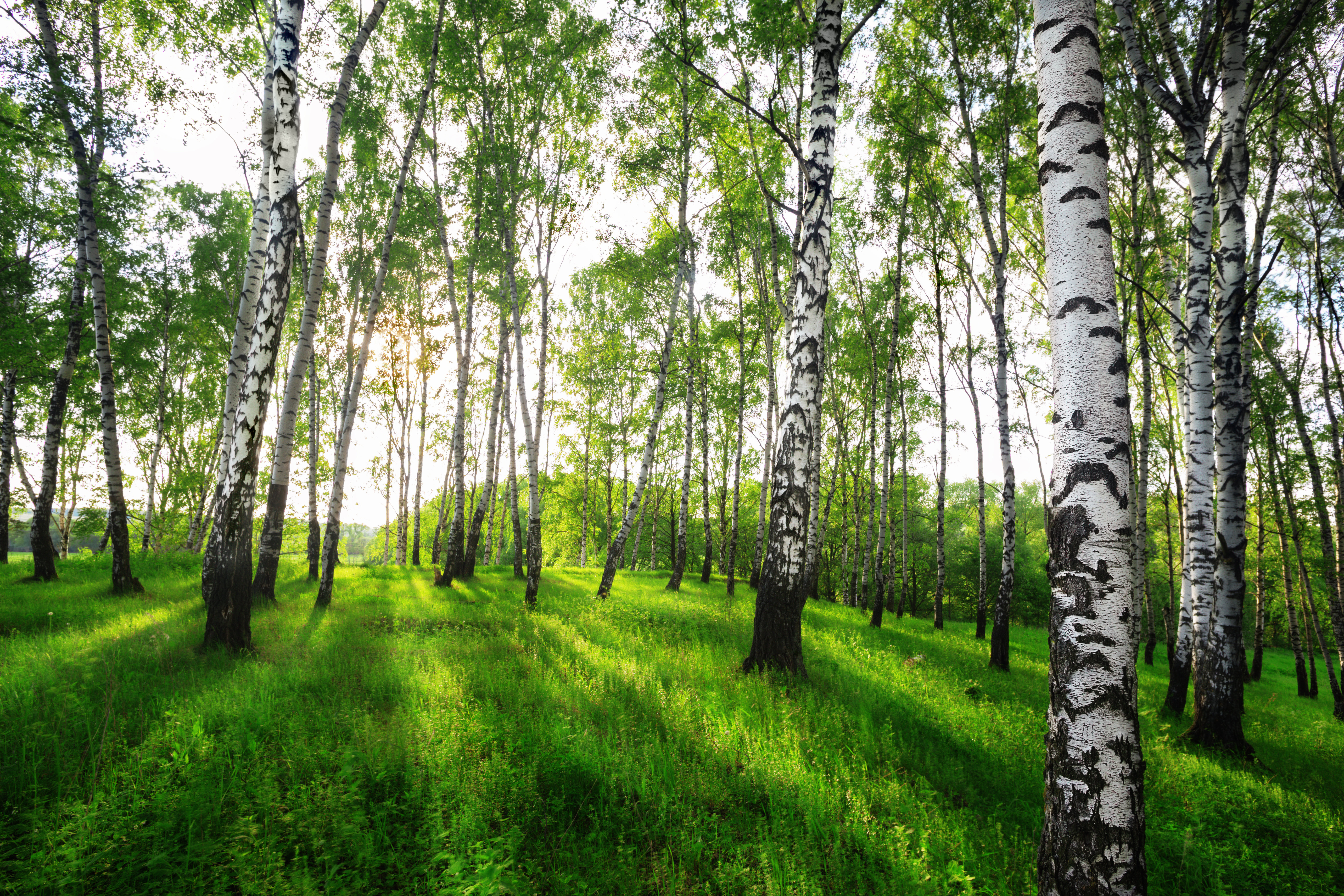 Millwood Pines Amirrah Summer In Sunny Birch Forest by Janbussan | Wayfair