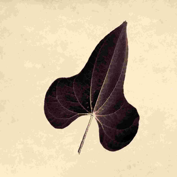 Winston Porter Traditional Sepia Leaf 1 - Wayfair Canada