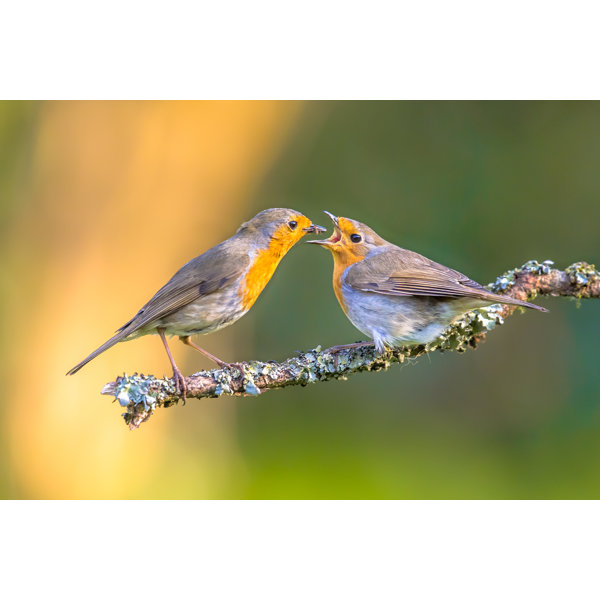 Hokku Designs Collette Robin Bird On Canvas Photograph | Wayfair