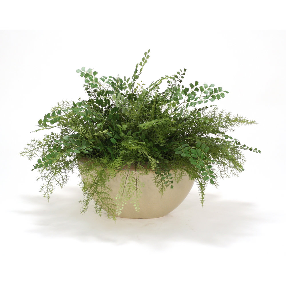 Distinctive Designs Springerii and Fern Mixture Desk Top Plant in ...