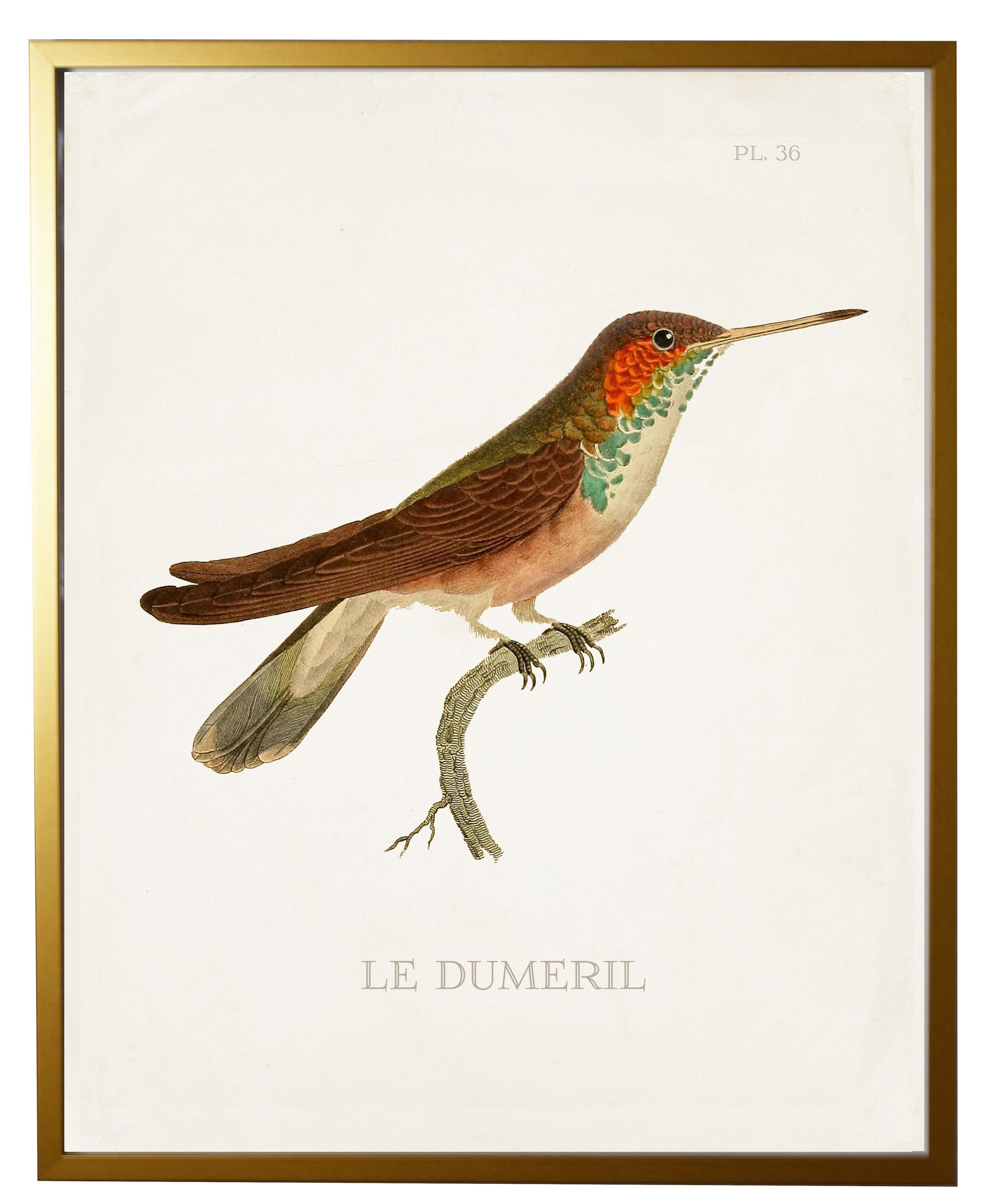 Red Barrel Studio® Vintage Hummingbird Plate Framed On Paper Print ...