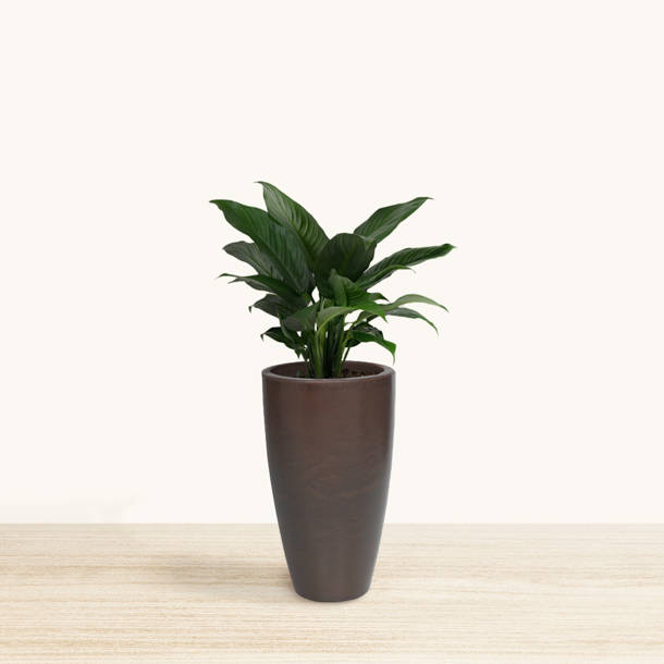 Ebern Designs Petar ECOBO19.7 inches Eco Friendly Round Pot Planter ...