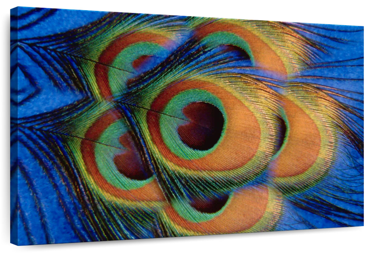 Ebern Designs Brampt Peacock Feather Stack - Wayfair Canada