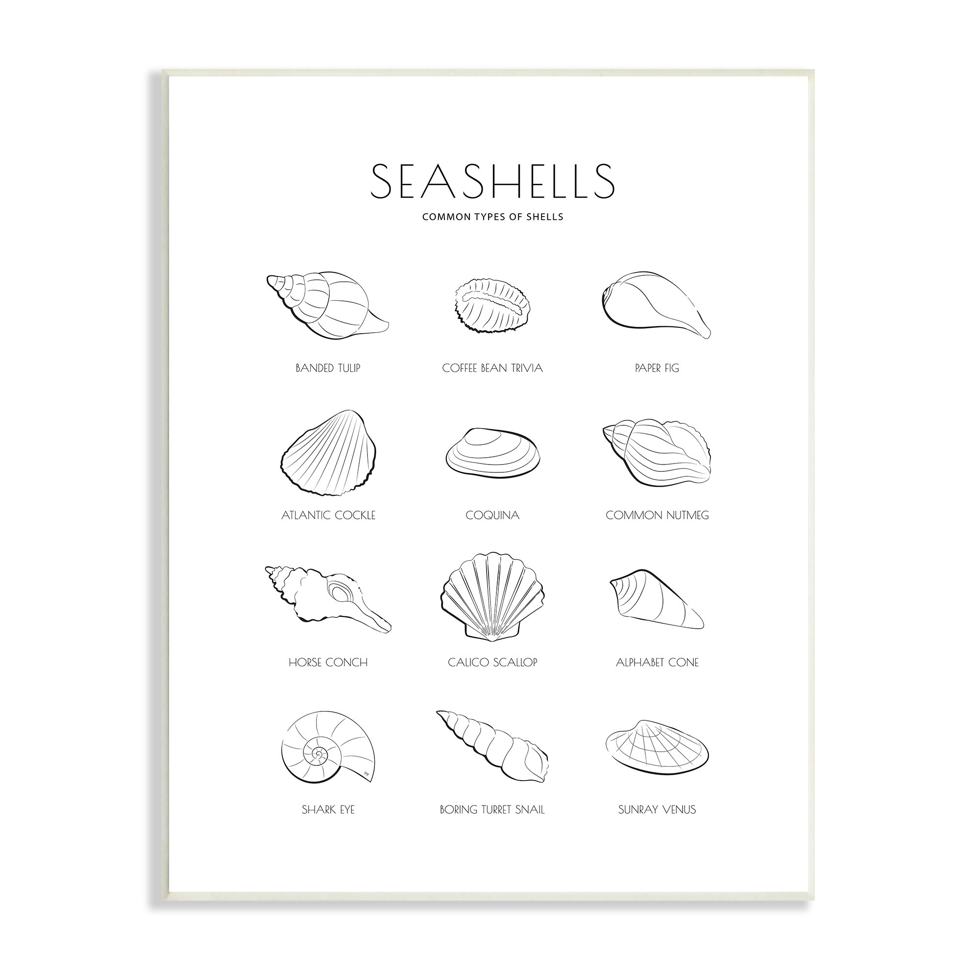 Stupell Industries Seashell Guide For Common Shells Minimal Nautical ...