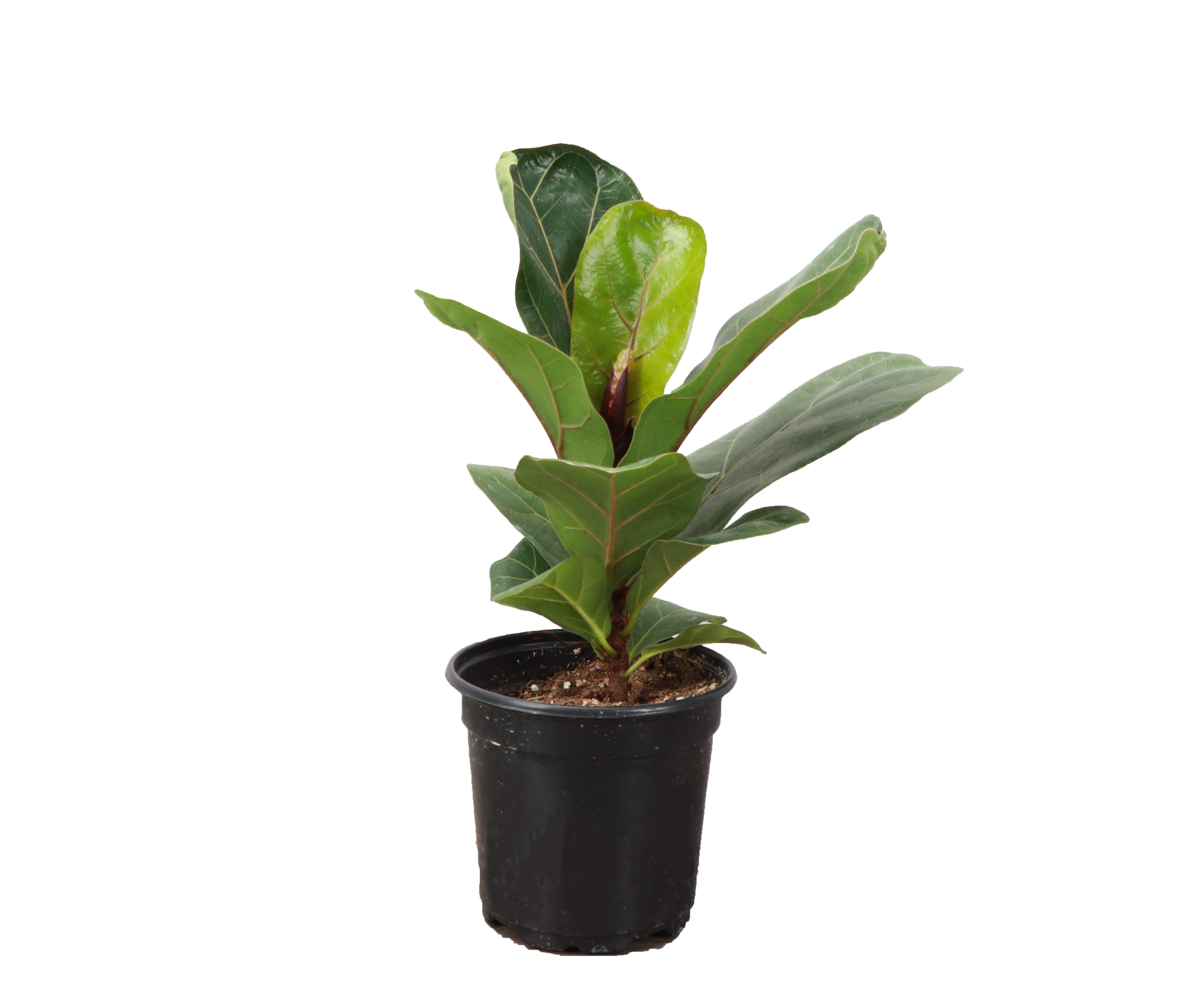 Thorsen's Greenhouse Live Fiddle Leaf Fig Plant | Perigold