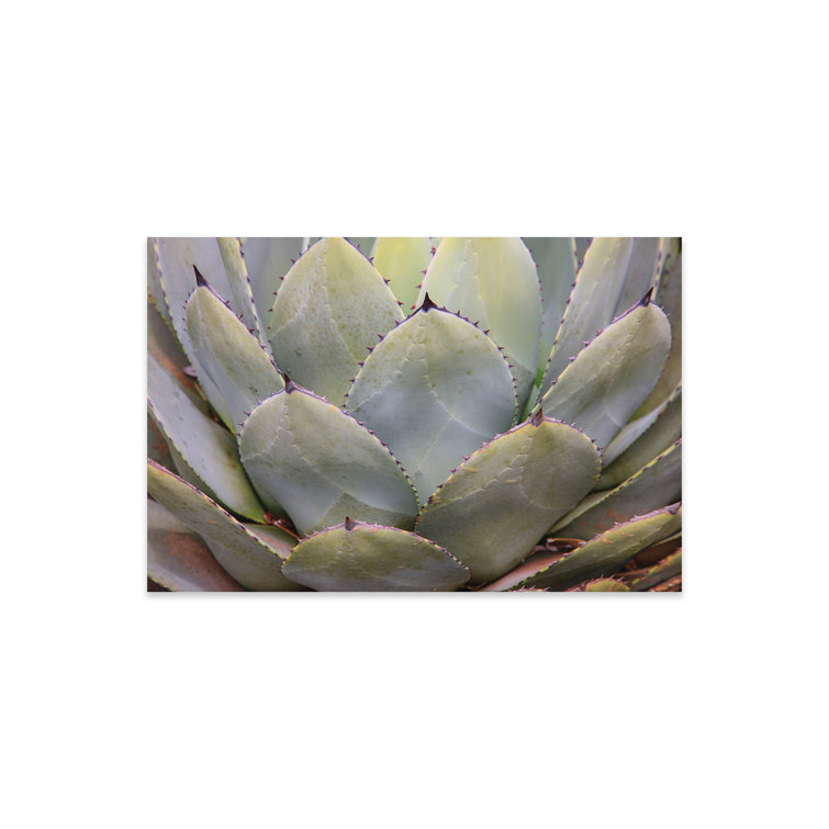 Dakota Fields Parry's Agave Or Mescal Agave. On Plastic / Acrylic by ...