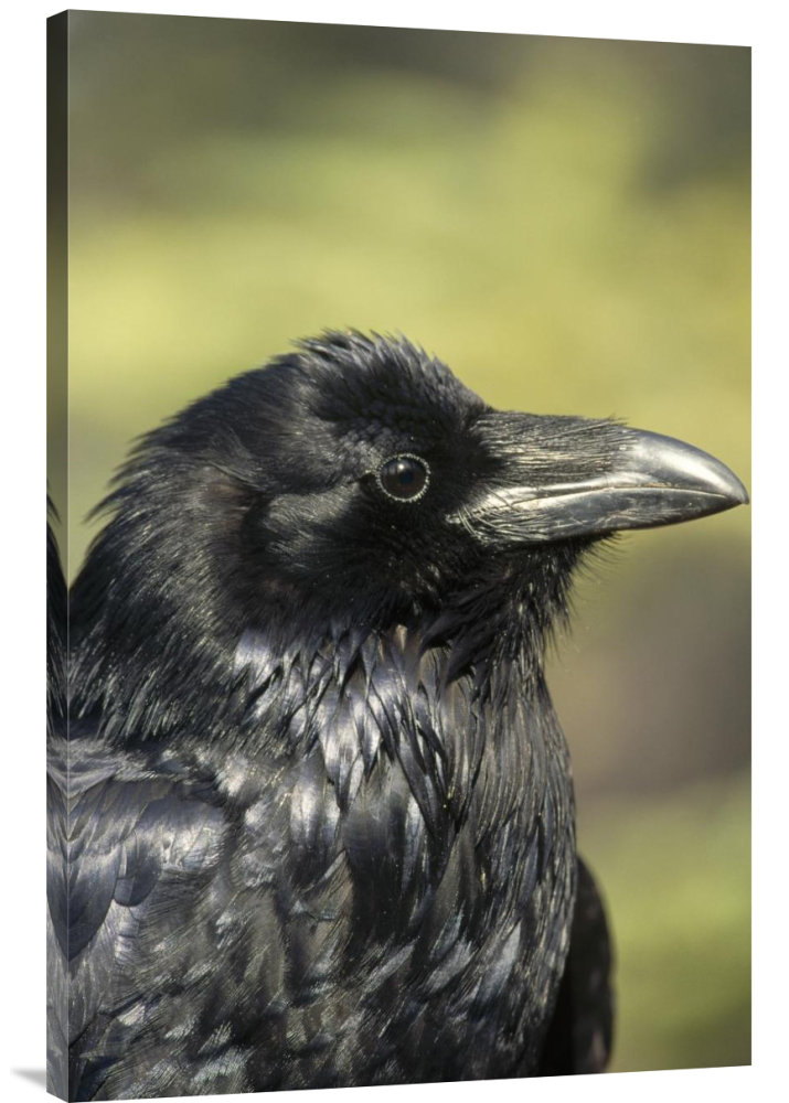 East Urban Home 'Common Raven Portrait in the Summer, Alaska ...