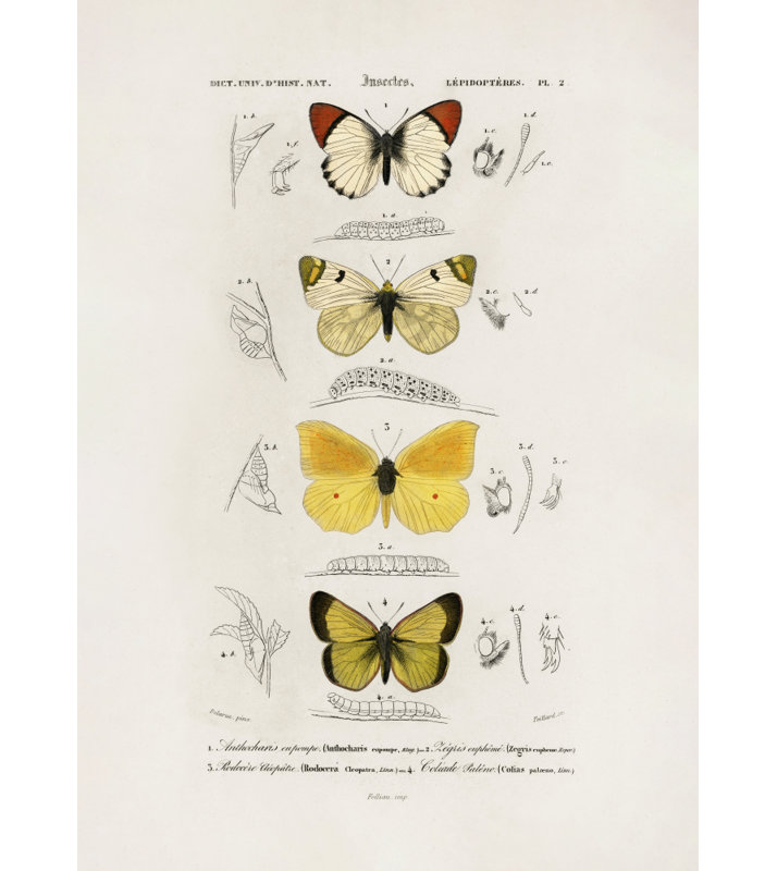 August Grove Different Types of Butterflies | Wayfair.co.uk