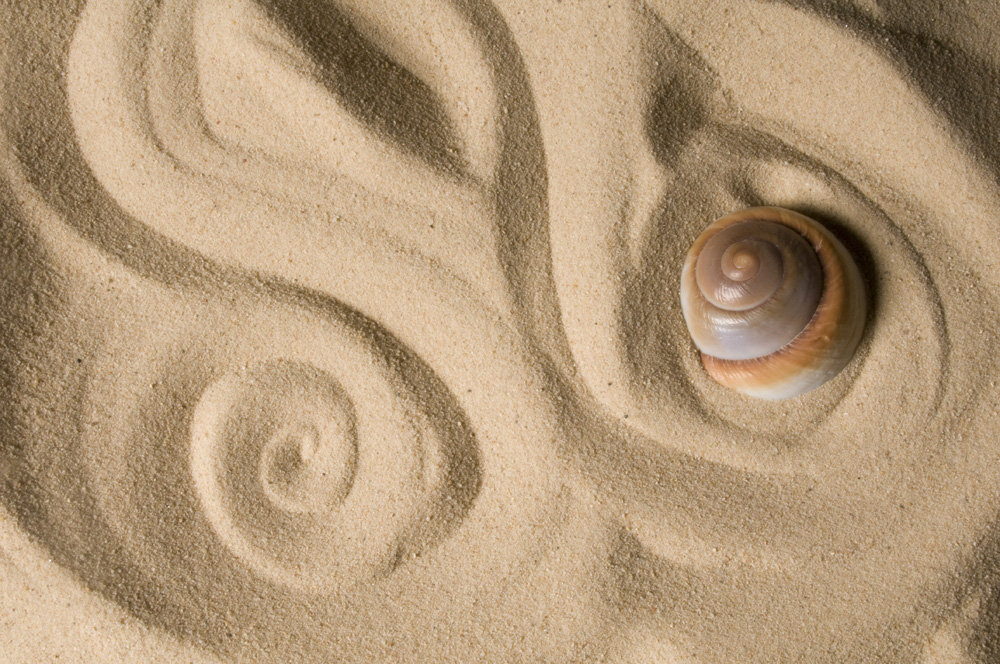 Highland Dunes Seashell in Swirled Sand - Wrapped Canvas Photograph ...
